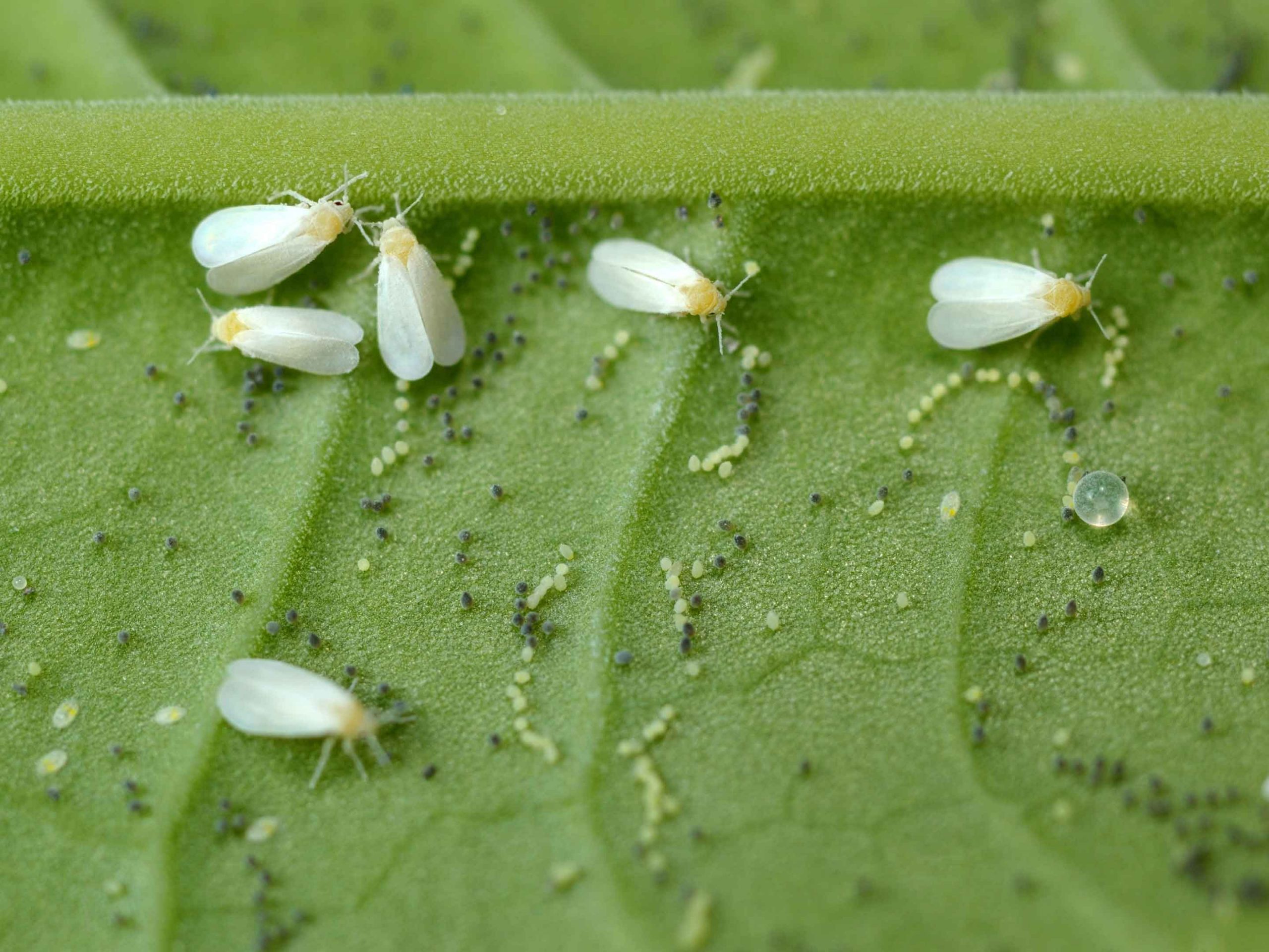 Control de Mosca Blanca: Cómo Prevenir y Eliminar esta Plaga en tus ...